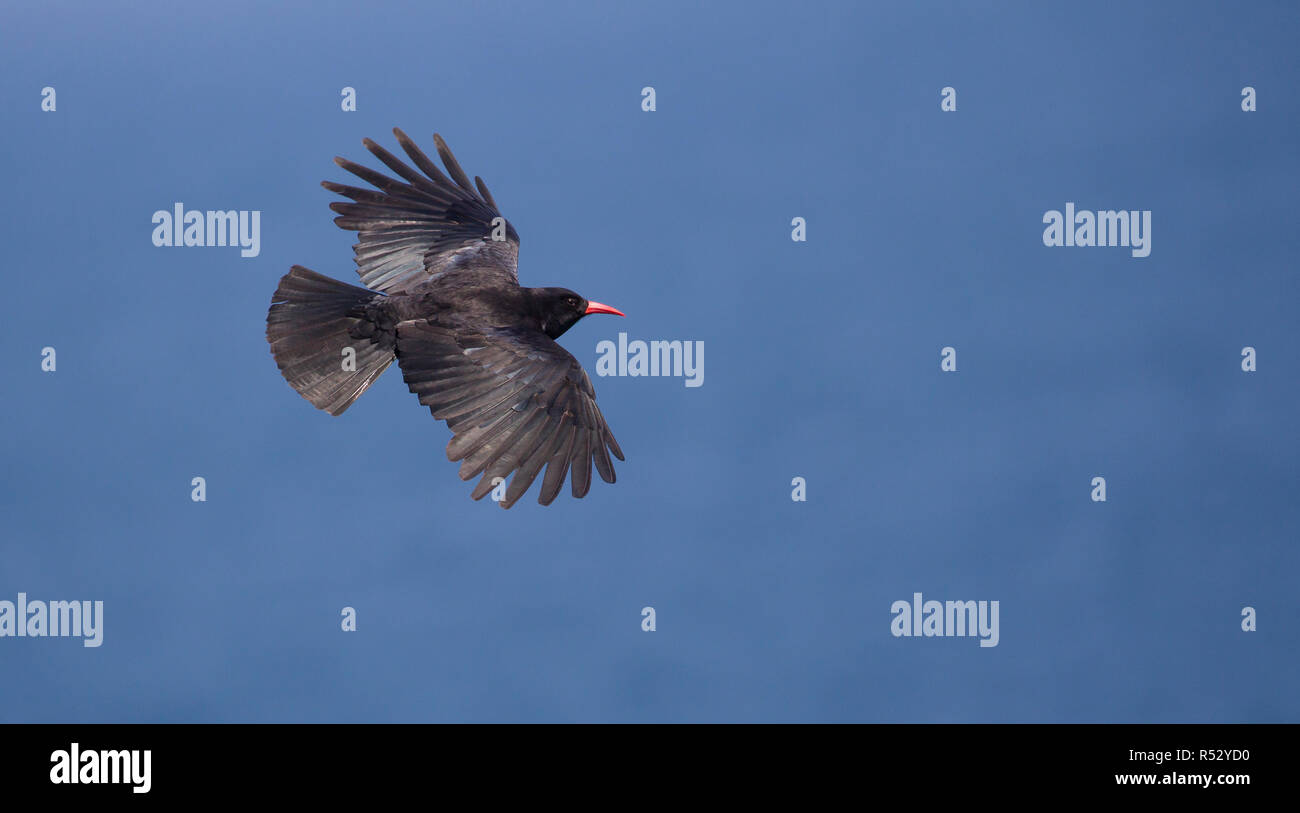 Cornish chough flight hi-res stock photography and images - Alamy