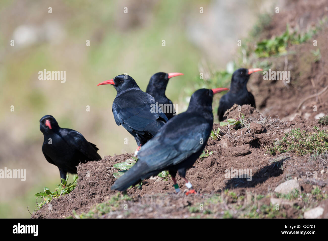 Cornish chough group hi-res stock photography and images - Alamy