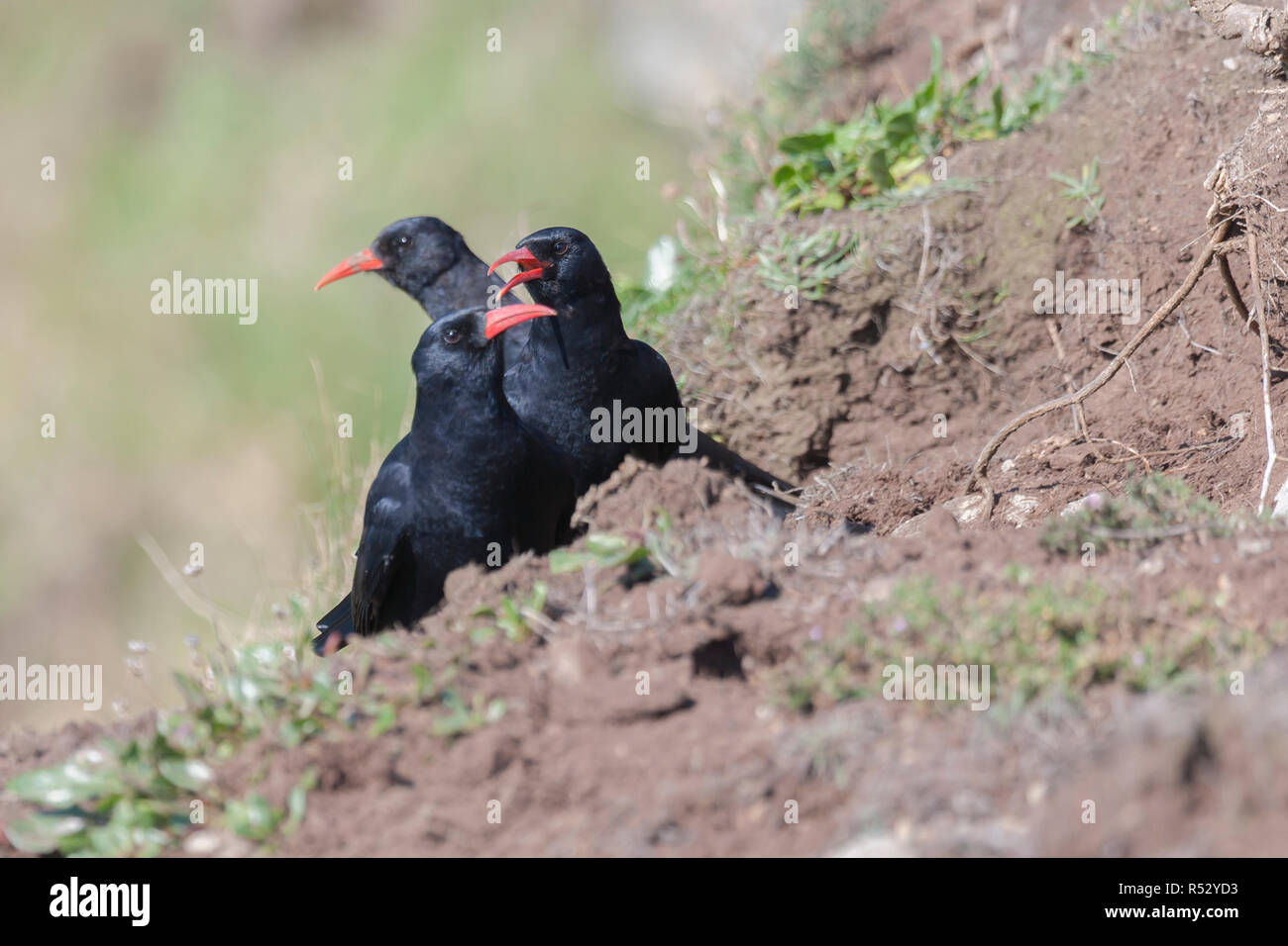 Cornish chough the lizard cornwall hi-res stock photography and images ...