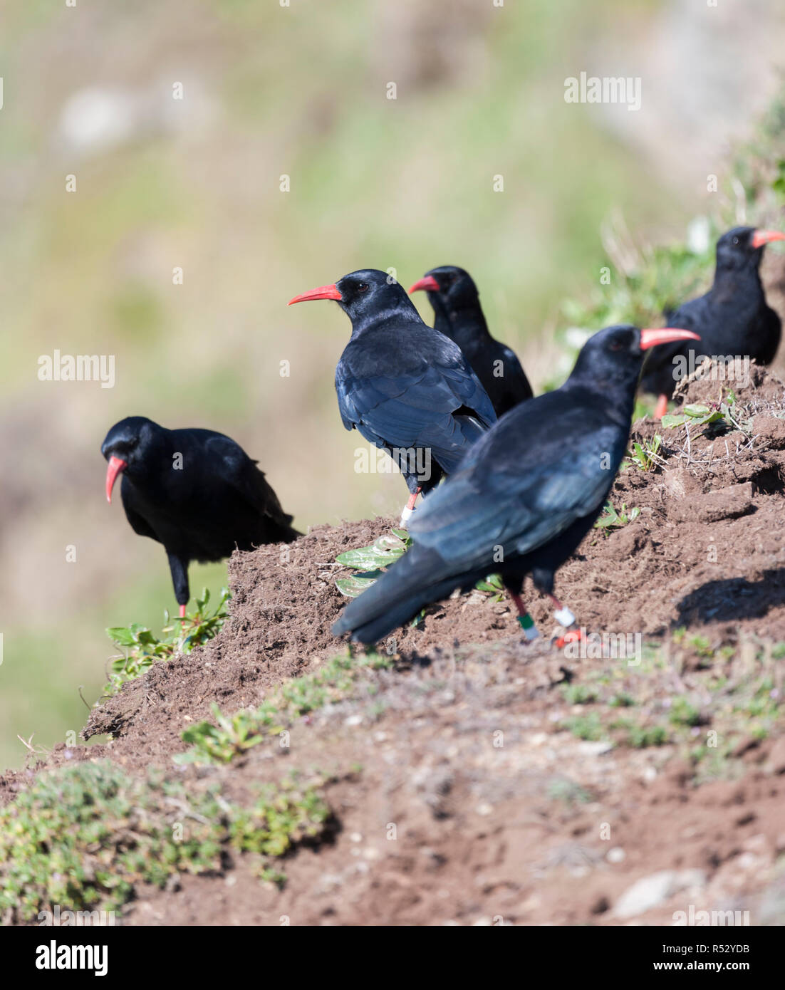Cornish chough group hi-res stock photography and images - Alamy