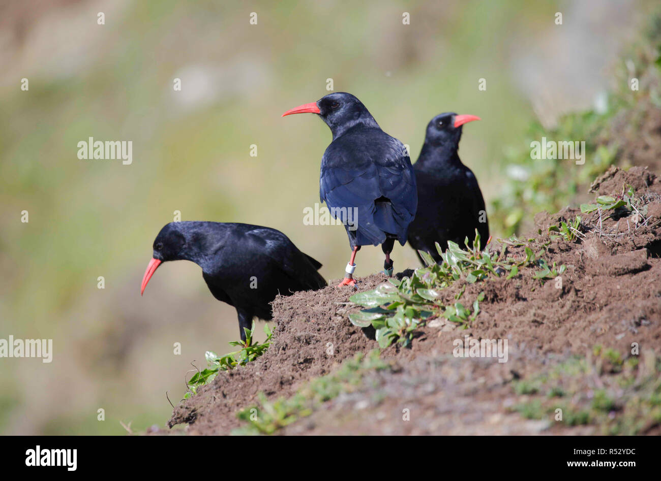 Red billed chough feeding hi-res stock photography and images - Alamy