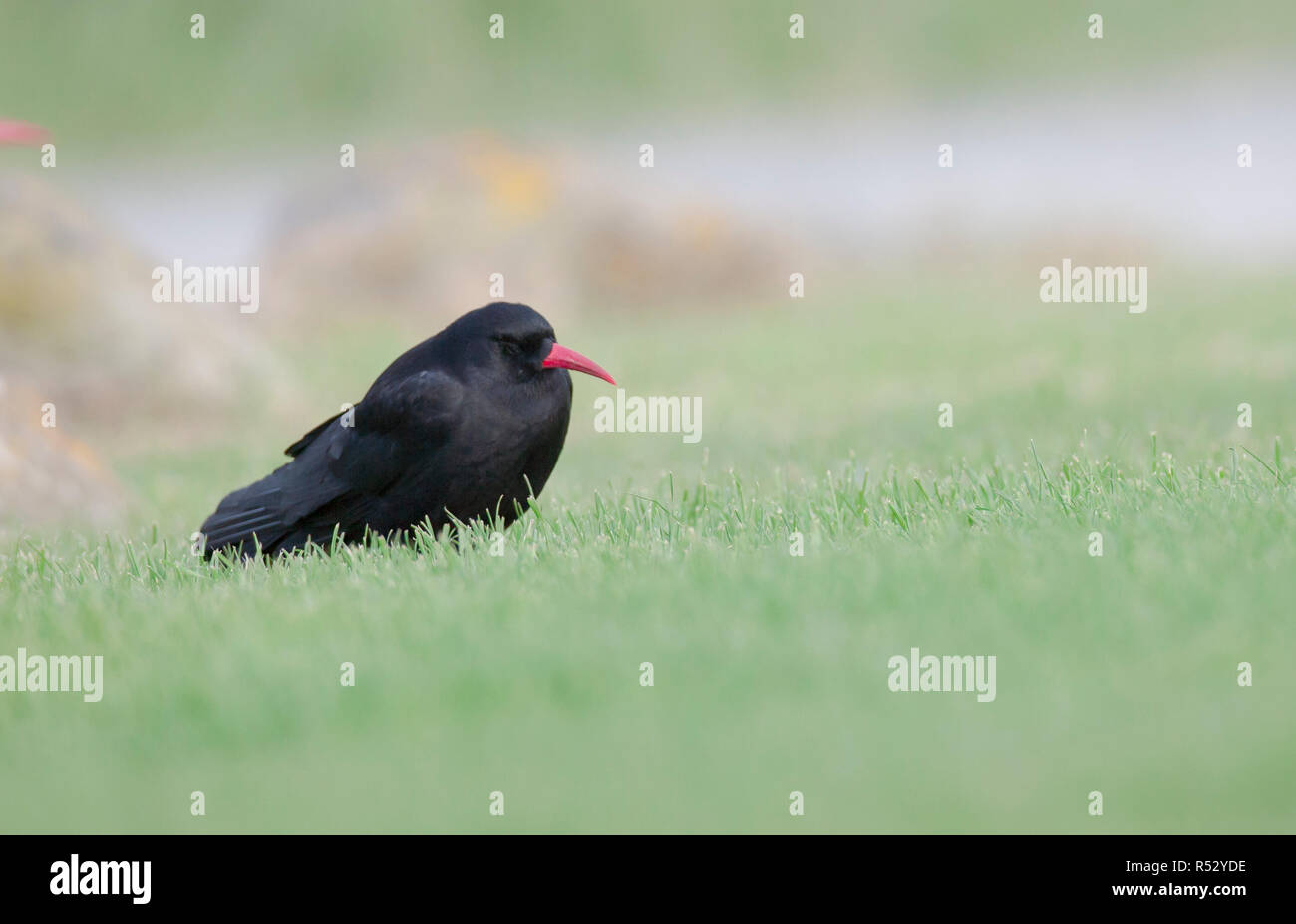 Red billed chough at rest hi-res stock photography and images - Alamy