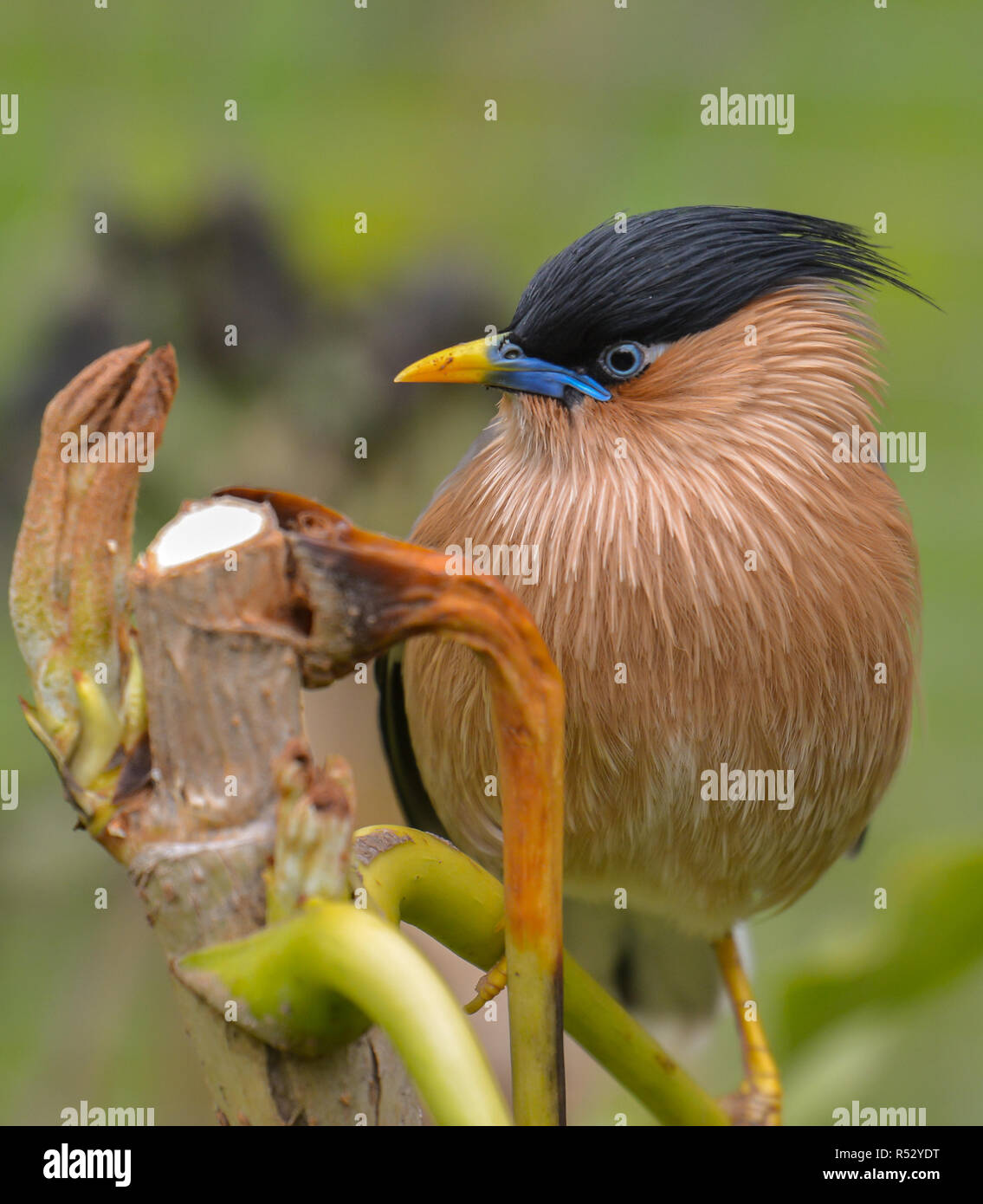 Pagodenstar hi-res stock photography and images - Alamy
