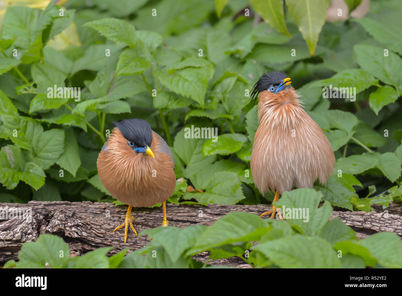 Pagodenstar hi-res stock photography and images - Alamy