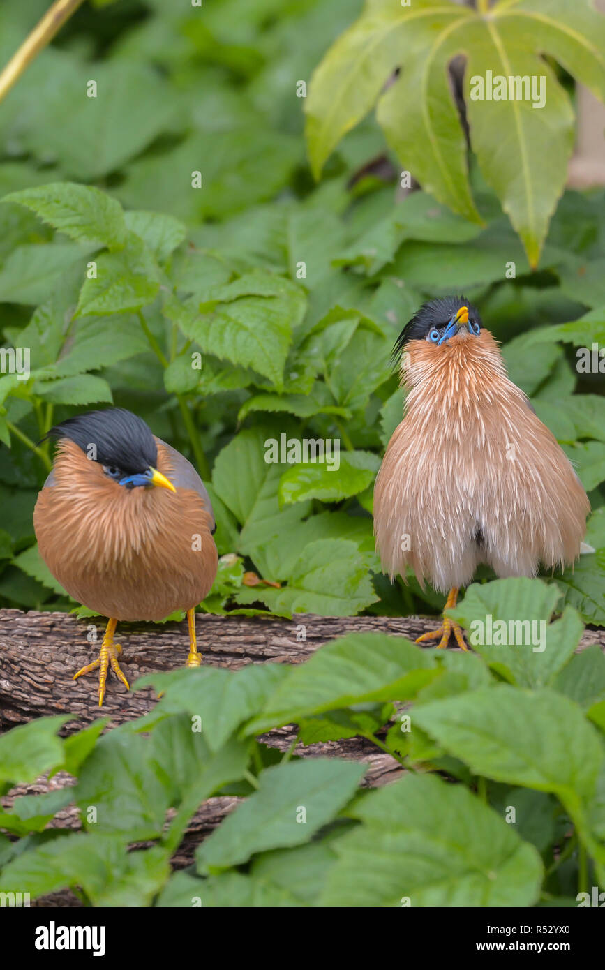 Pagodenstar hi-res stock photography and images - Alamy