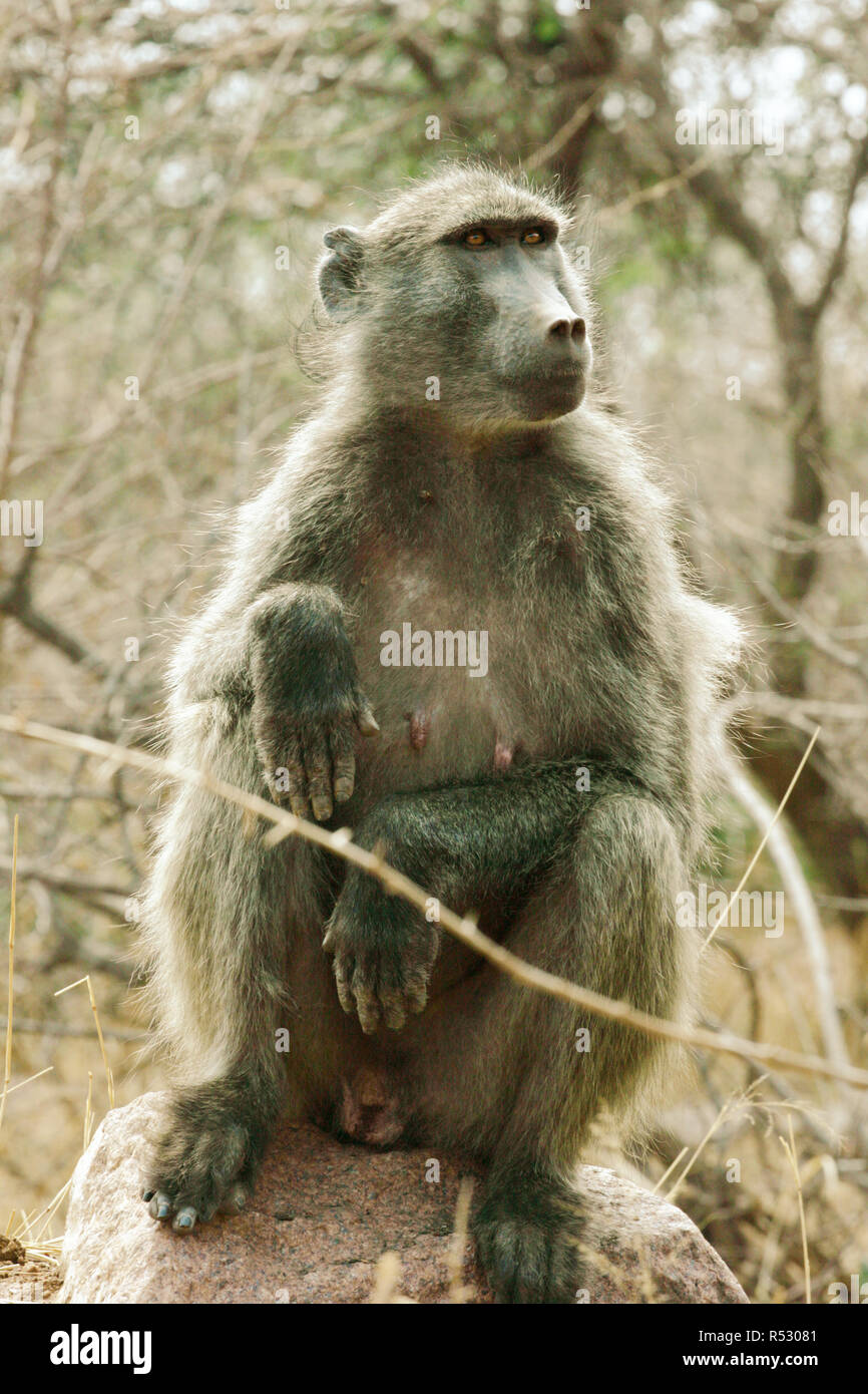 Africa baboon banana hi-res stock photography and images - Alamy