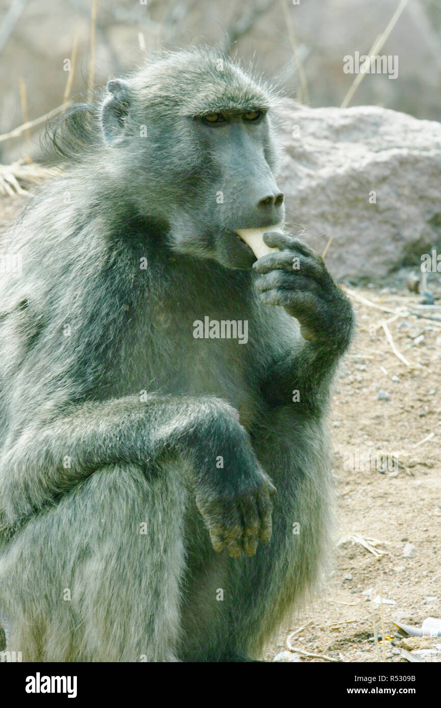 Africa baboon banana hi-res stock photography and images - Alamy