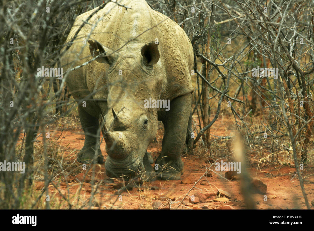 Giant rhino hi-res stock photography and images - Alamy