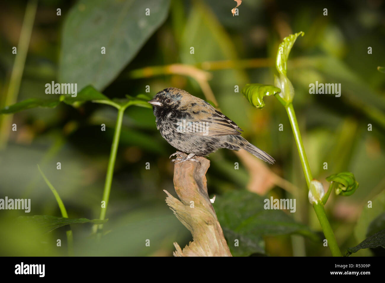 colorful jungle bird Stock Photo - Alamy
