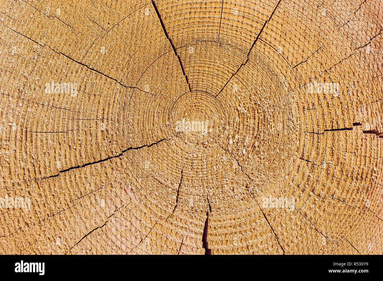 cross section log shows sapwood, heartwood, bark in round shape Stock ...