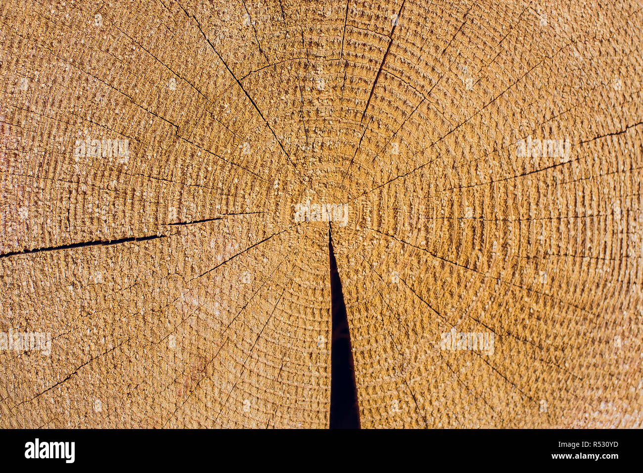 cross section log shows sapwood, heartwood, bark in round shape Stock ...