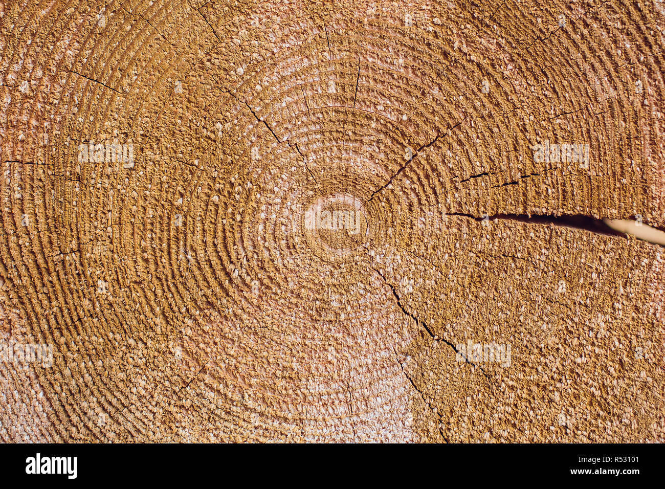cross section log shows sapwood, heartwood, bark in round shape Stock ...