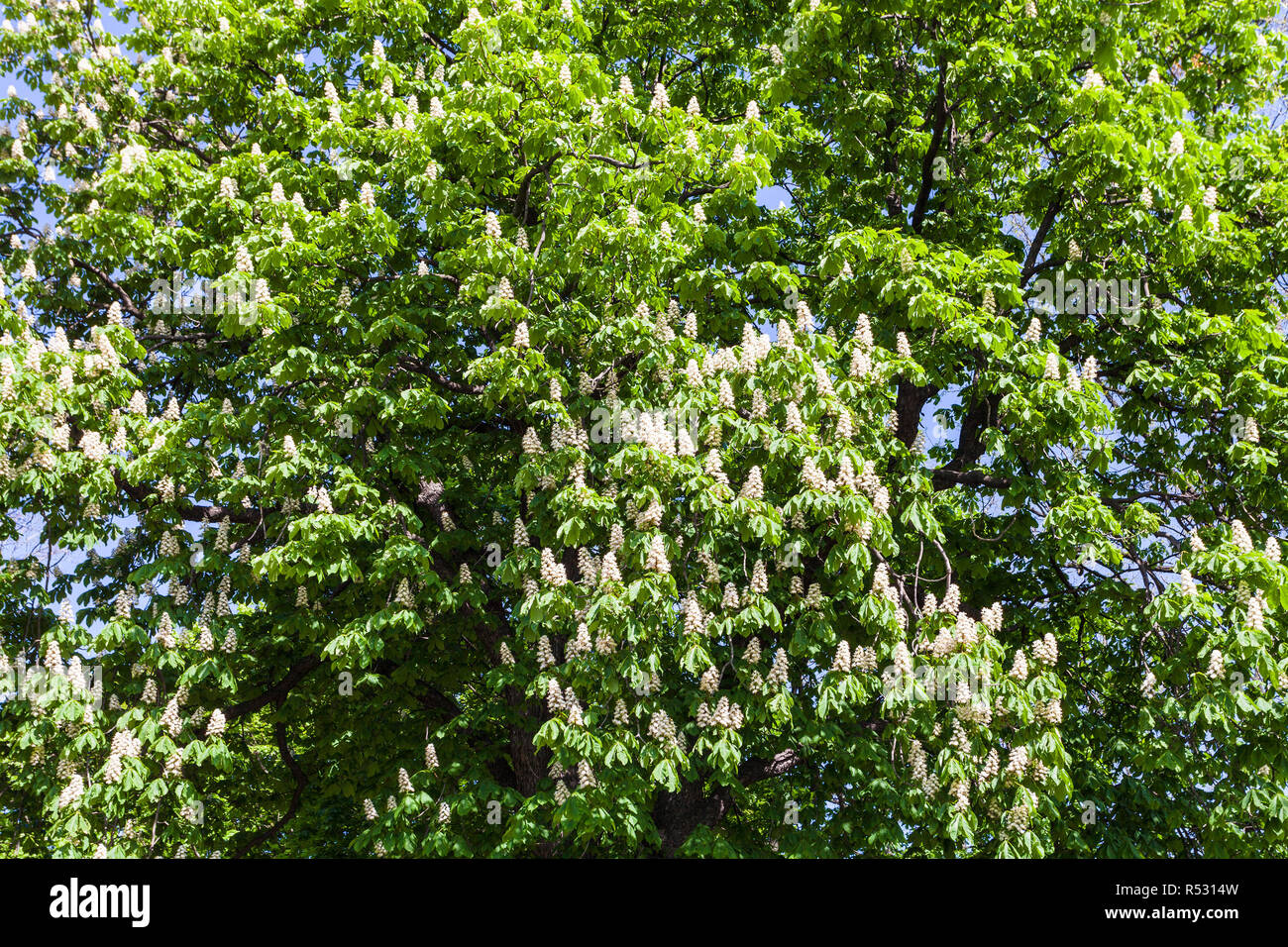 flowering horse chestnut - symbol of Kiev city Stock Photo - Alamy
