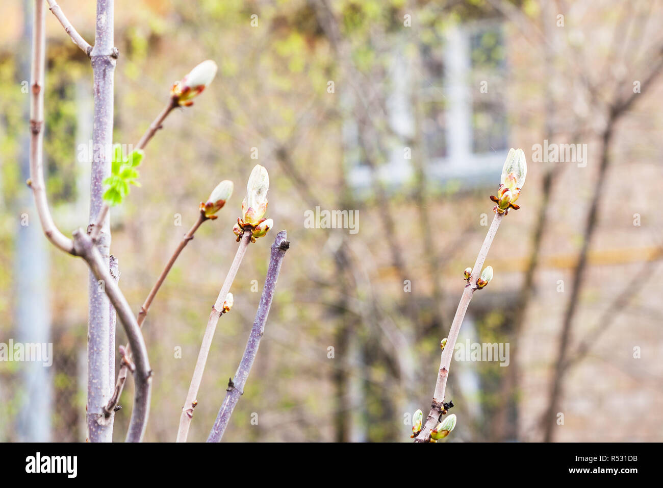 branches of horse chestnut tree in spring Stock Photo - Alamy