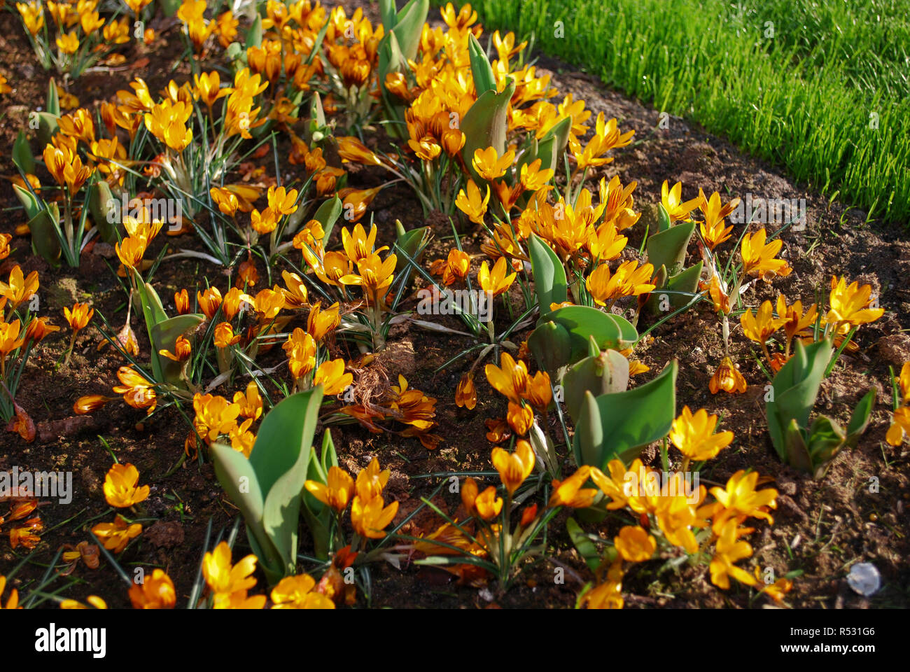 Crocus Orange Monarch grown in the park. Spring time in Netherlands ...
