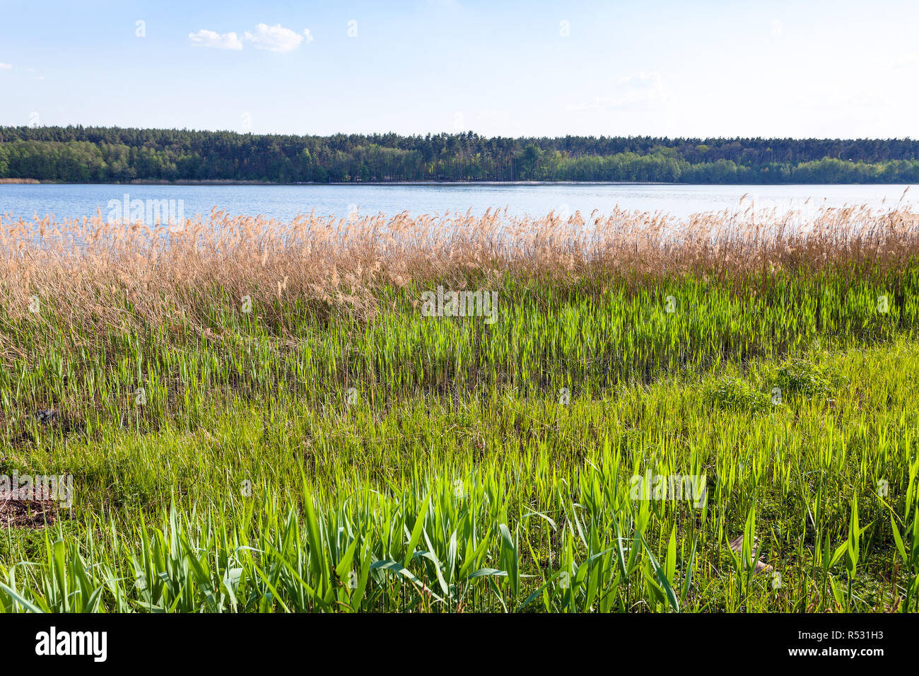 canebrake on shore of ponds of Bobritsa river Stock Photo - Alamy