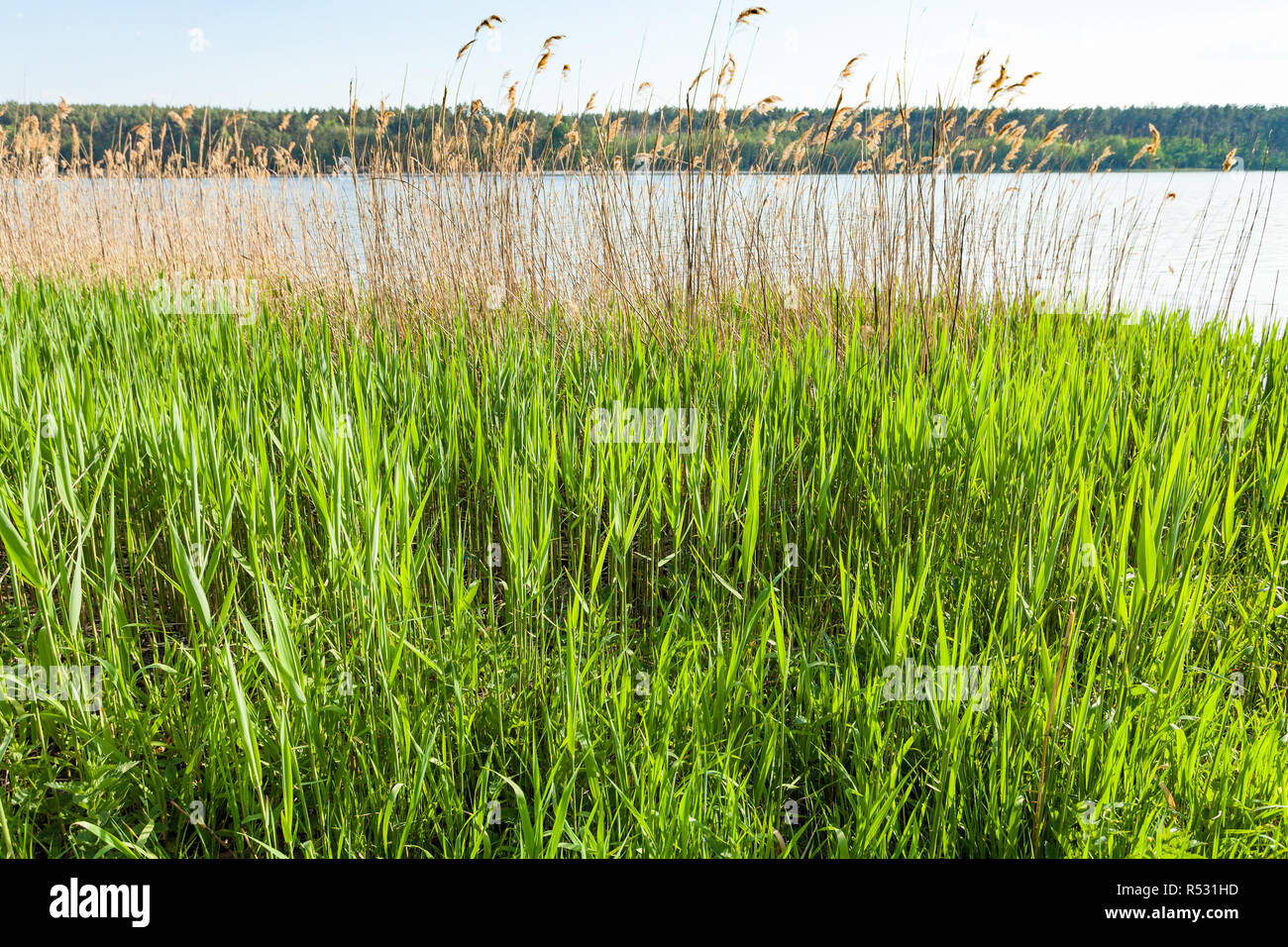 green grass and reeds on riverbank Stock Photo - Alamy