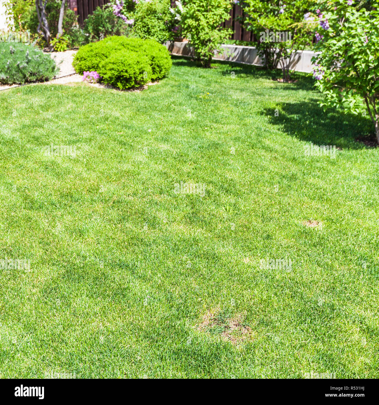 manicured lawn with decorative bushes on backyard Stock Photo - Alamy