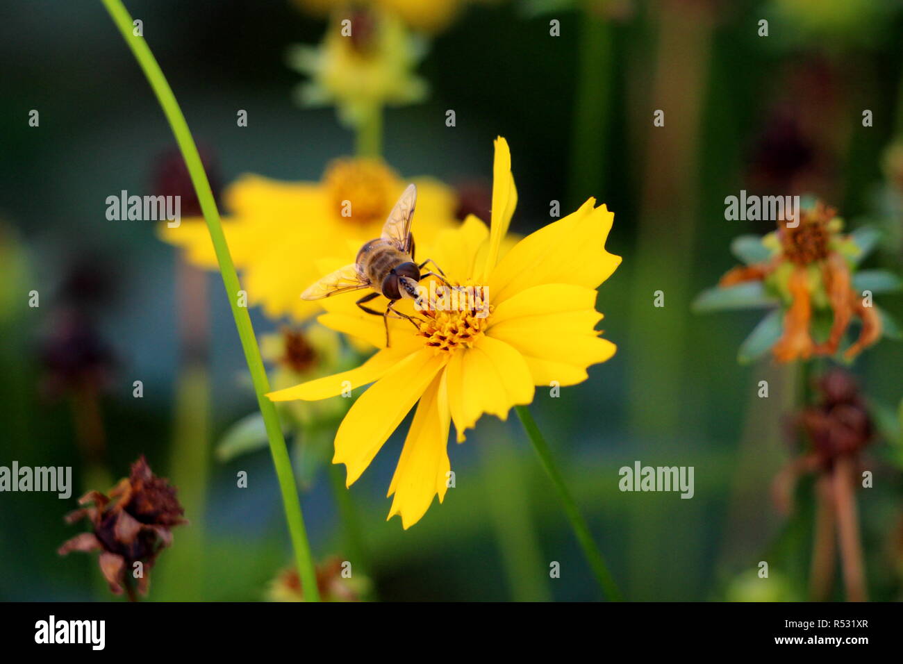 Coreopsis perennial hi-res stock photography and images - Alamy