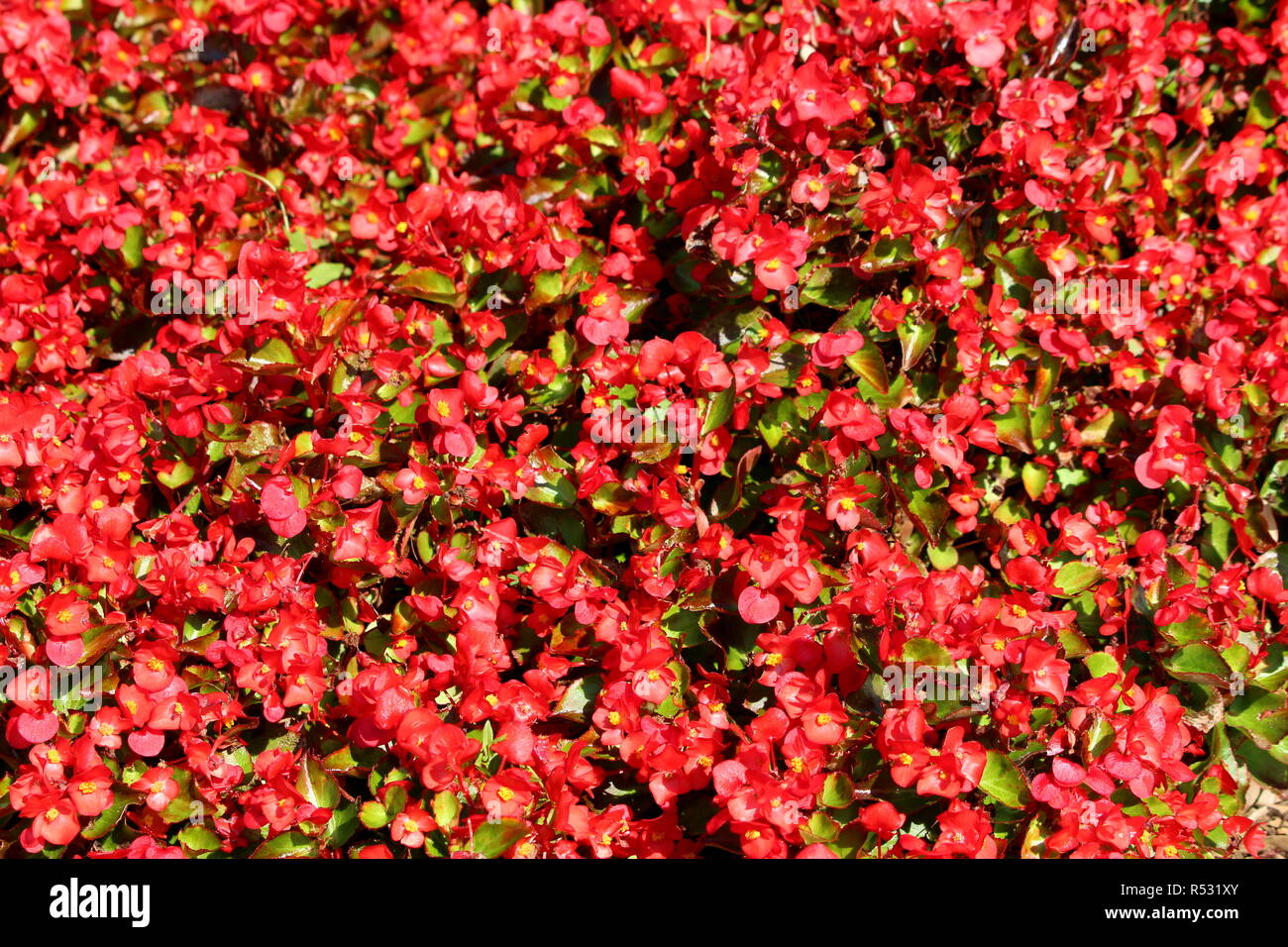 Begonia plants texture background with green to reddish brown leaves ...