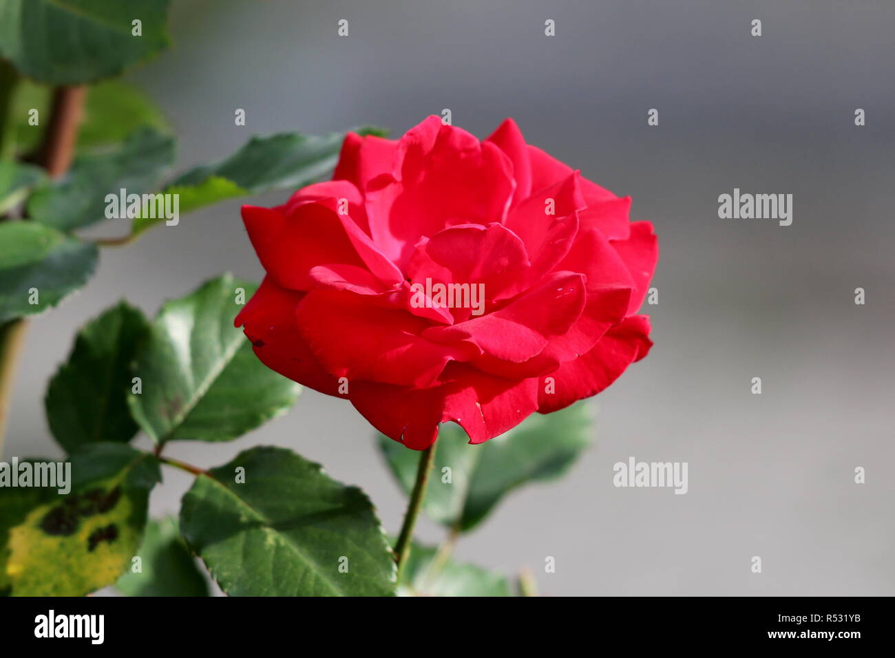 Blooming fully open red rose with thick petals on dark green leaves and ...