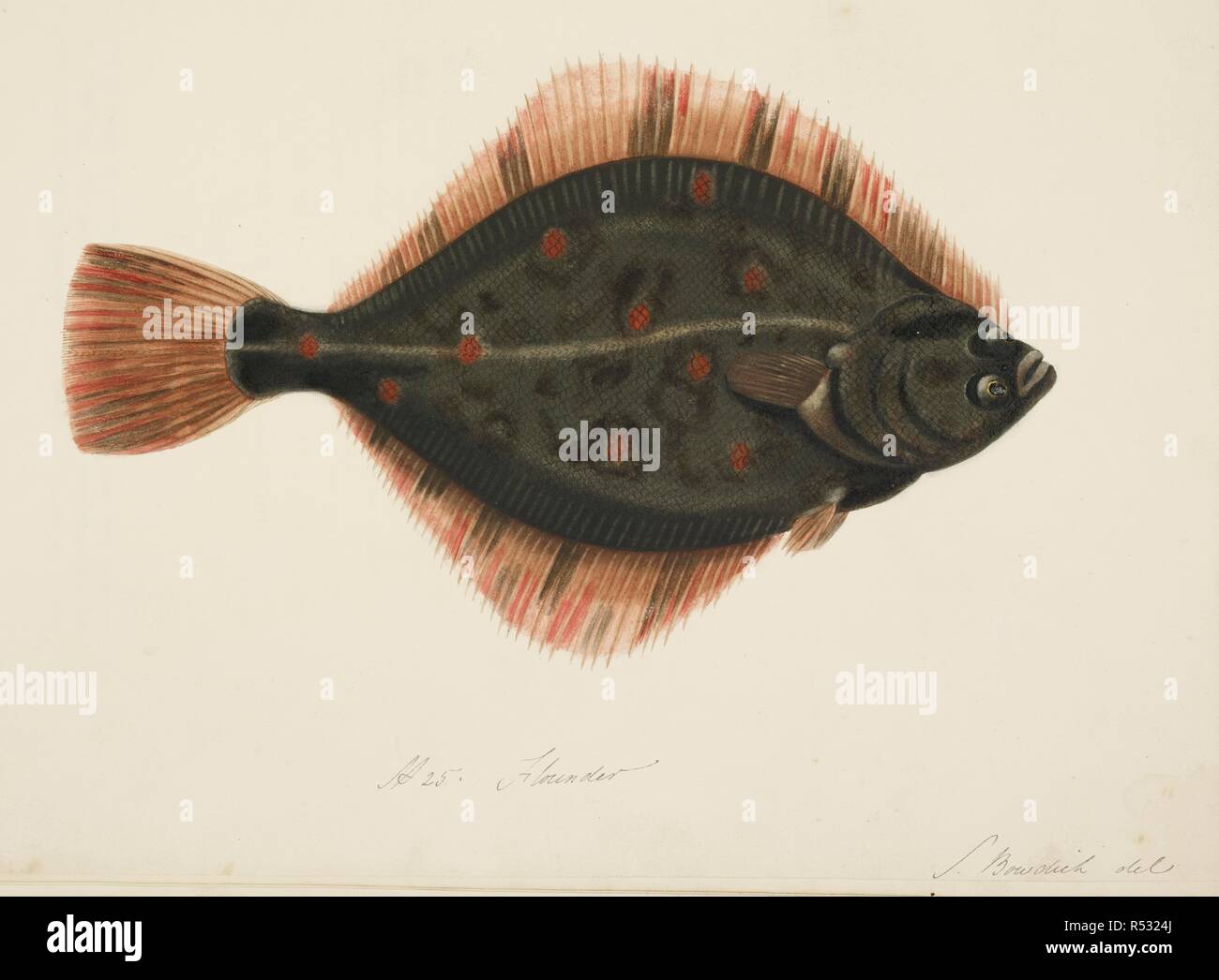 Mrs c fish hi-res stock photography and images - Alamy