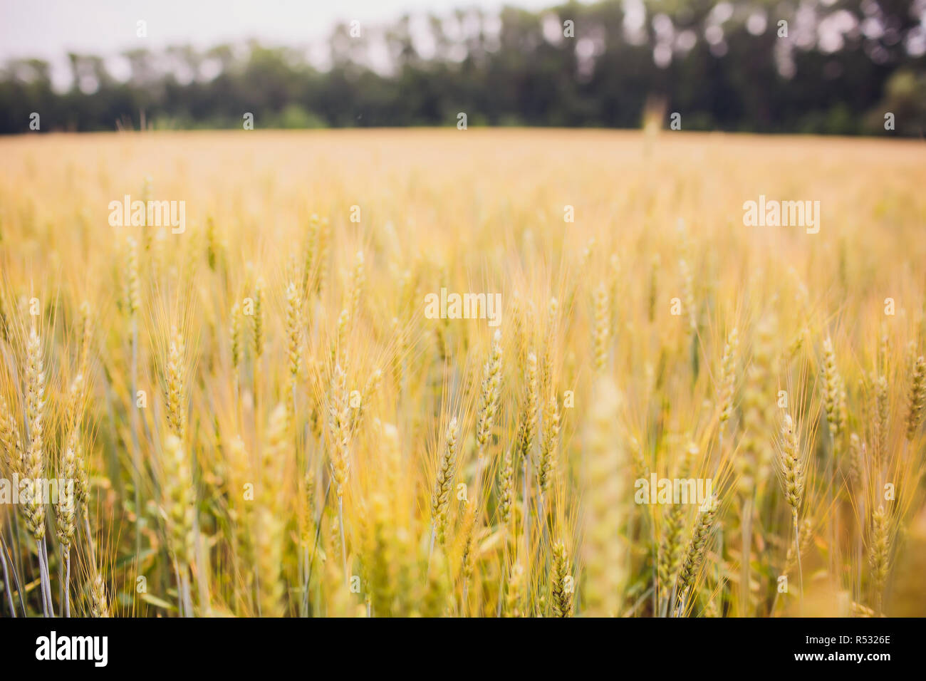 Wheat on a white background. Wheat crop Stock Photo - Alamy