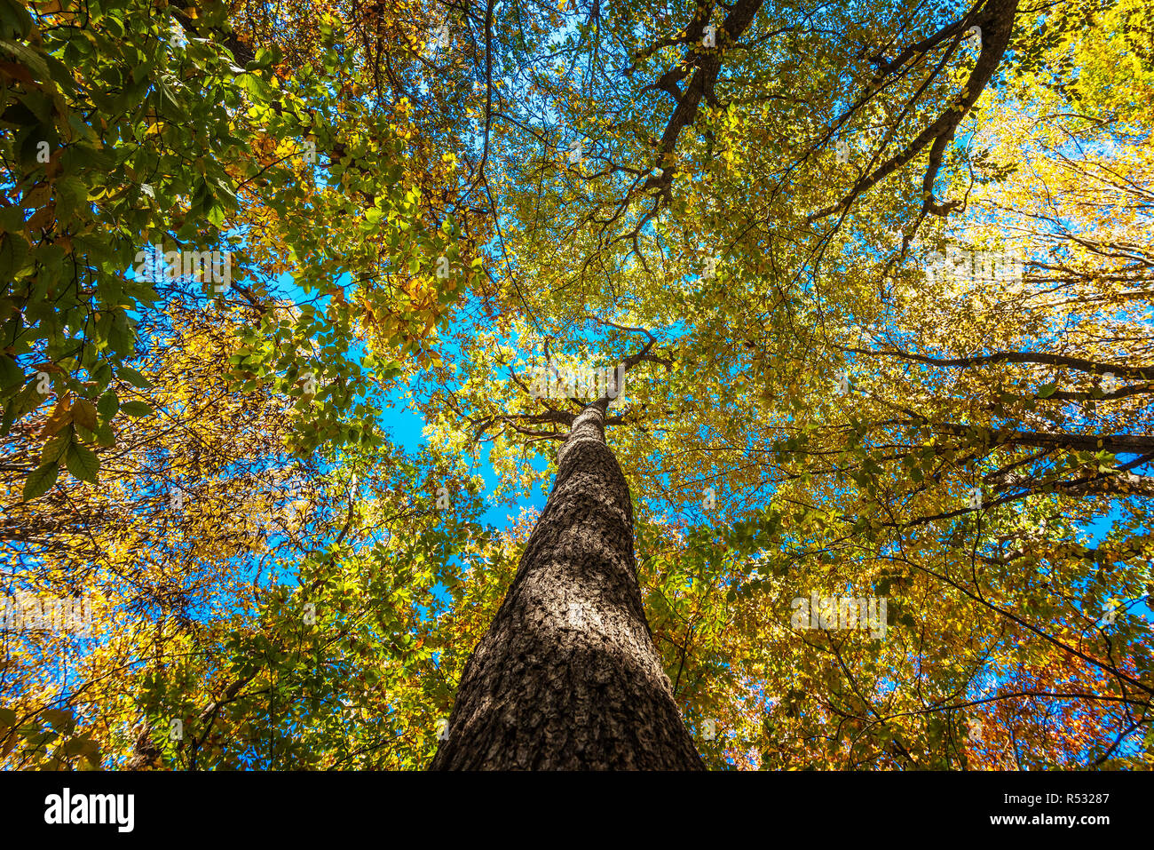 The trunk and branches of the old tree crown Stock Photo - Alamy