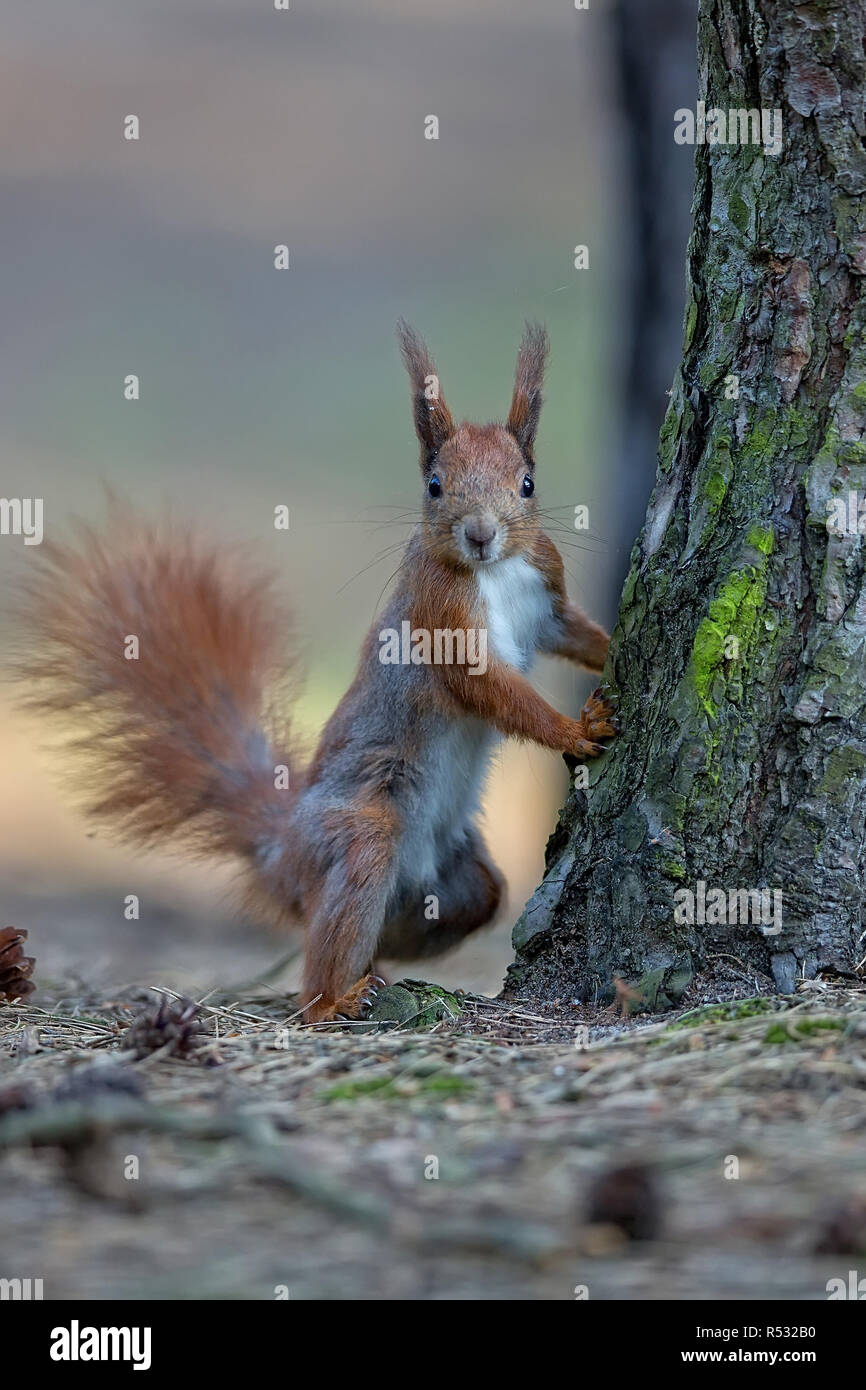 Red squirrel in the forest Stock Photo - Alamy