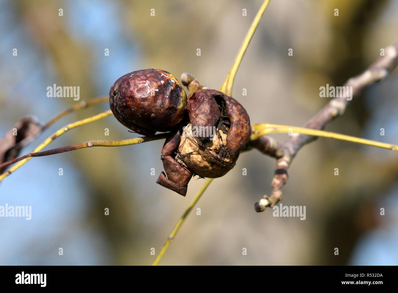 Closed dark brown to green wrinkled walnut husk next to cracked one ...