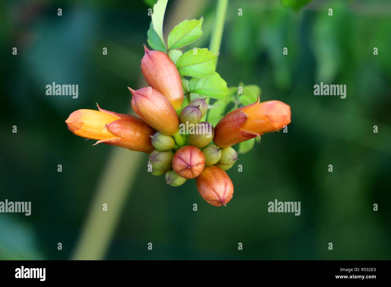 Cow itch vine hi-res stock photography and images - Alamy