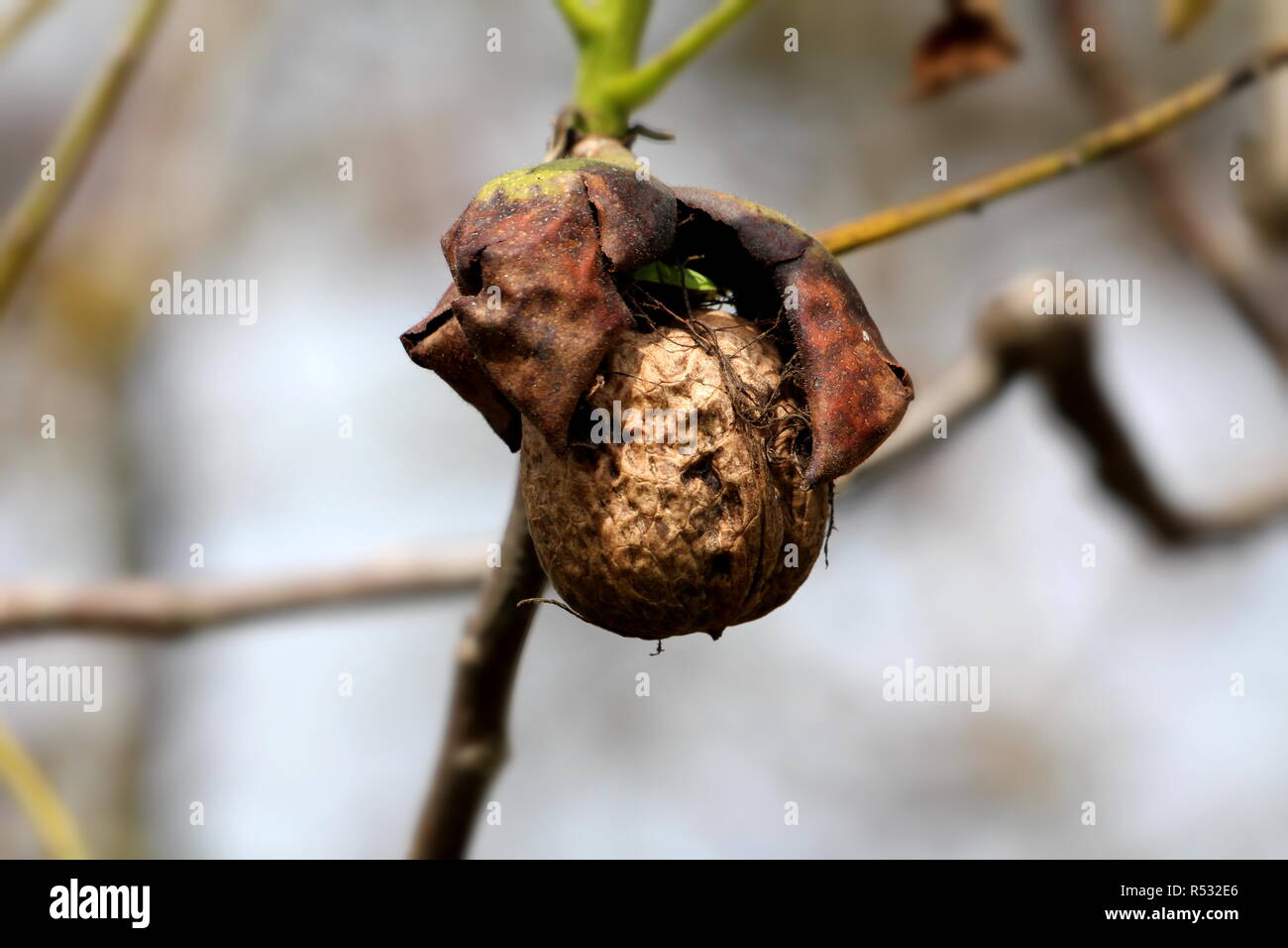 Completely cracked and open wrinkled dark brown walnut husk with fully ...