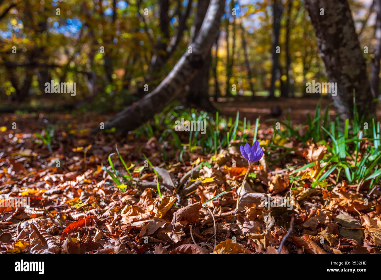 Crocus with autumnal leaves hi-res stock photography and images - Alamy
