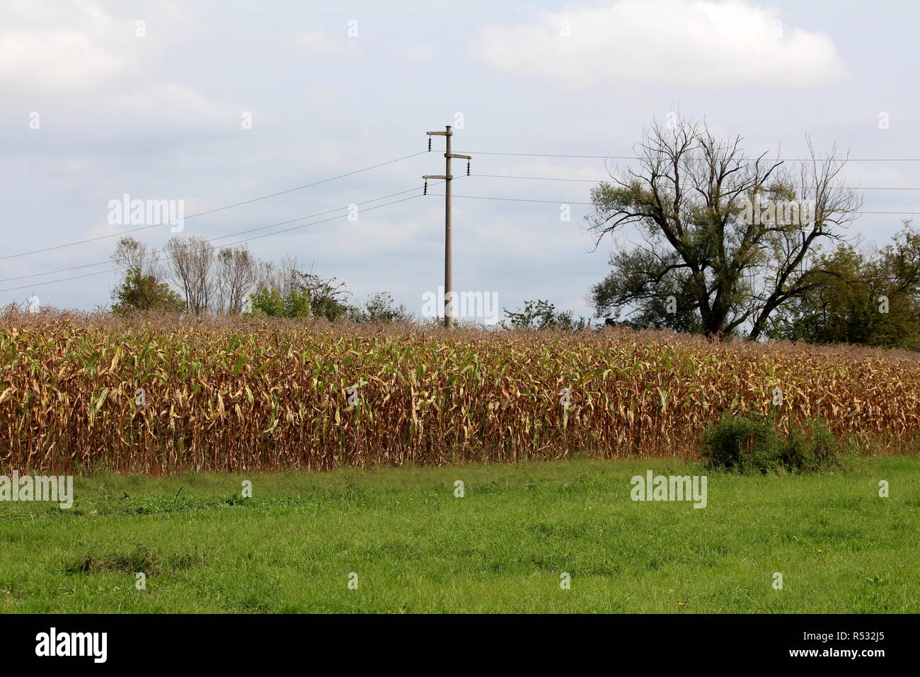 Concrete utility pole connected with electric wires overlooking ...