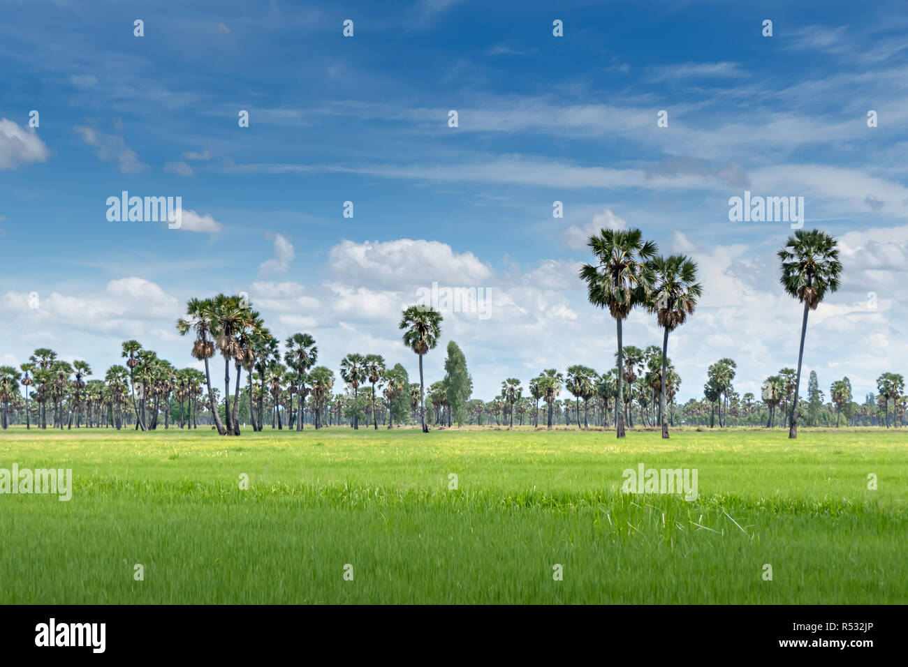 landscape of paddy field and sugar palm tree with blue sky background ...