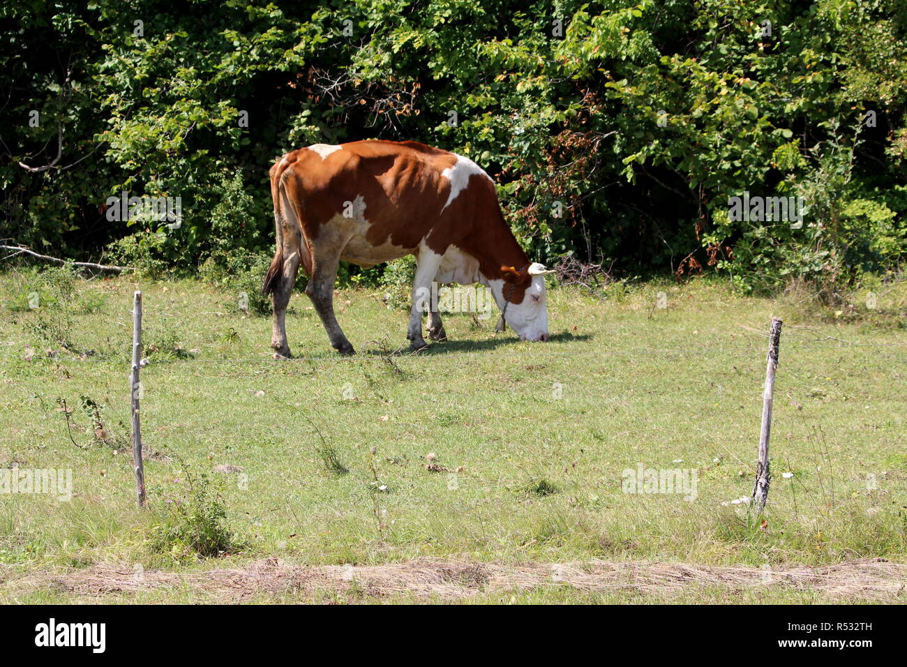 Dark brown cow with white head and spots standing and eating partially ...