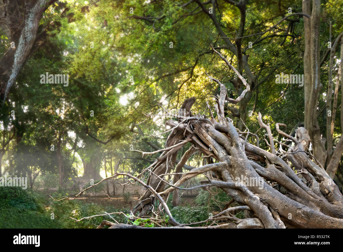 Roots of a tree and trunk in Asian tropical jungle Stock Photo - Alamy