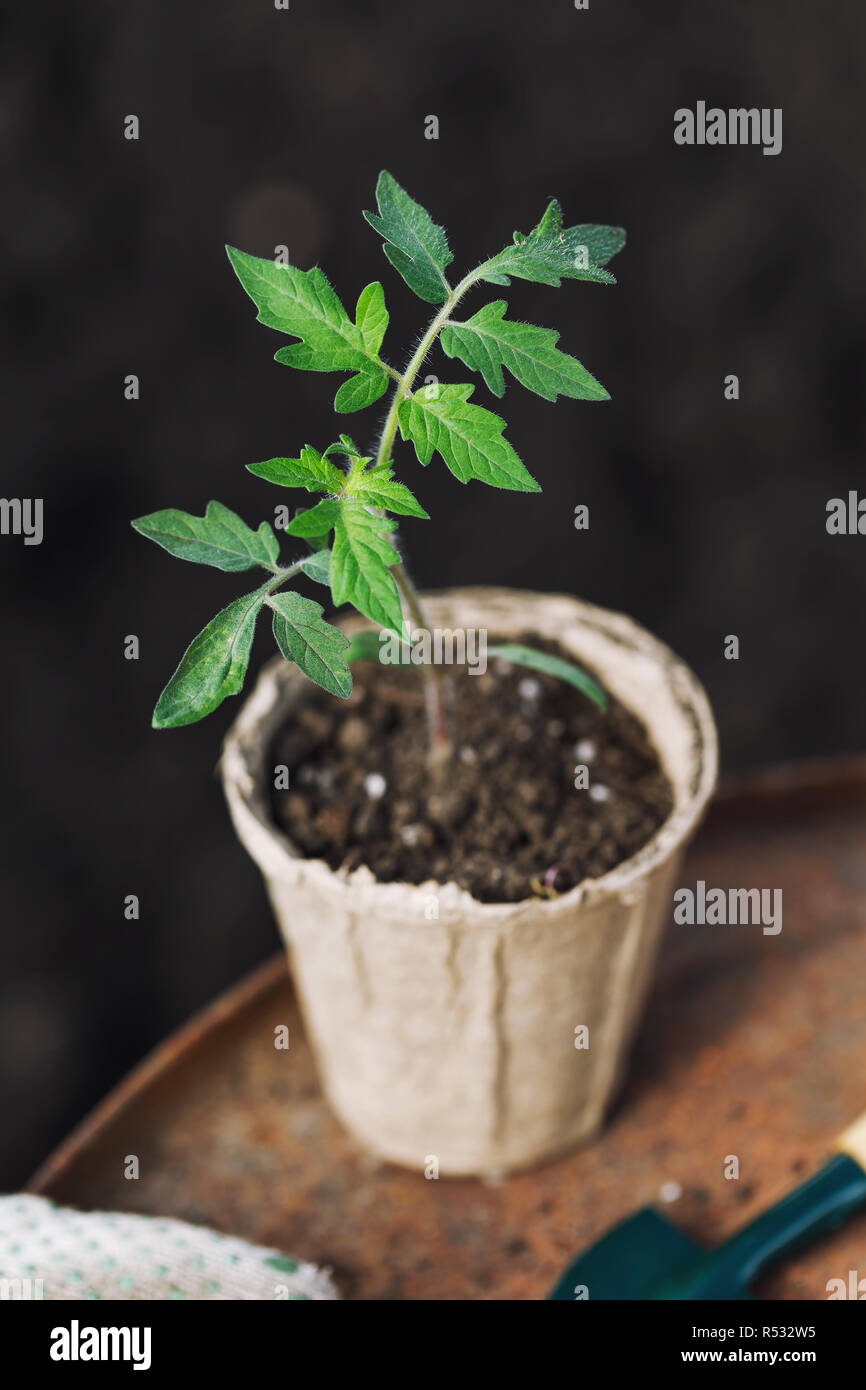 Tomato sprouts hi-res stock photography and images - Alamy