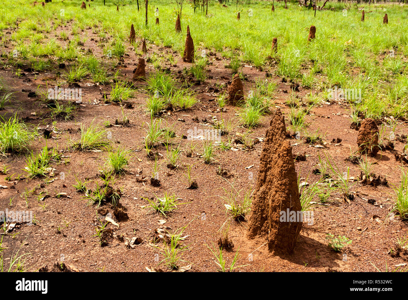 Big termite anthills. Australia, outback, Northern territory Stock ...