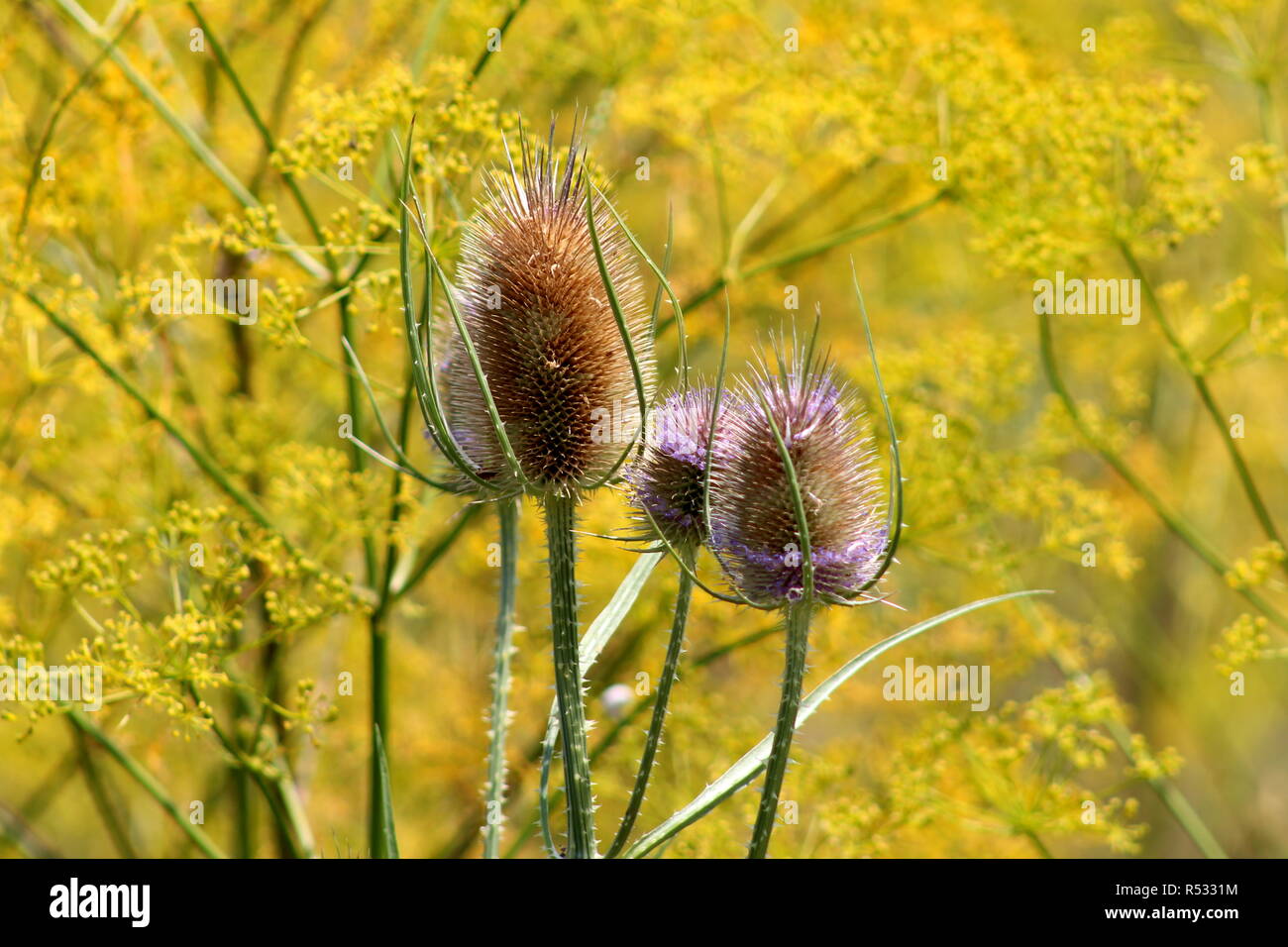 Four Wild teasel or Dipsacus fullonum or Fullers teasel herbaceous ...