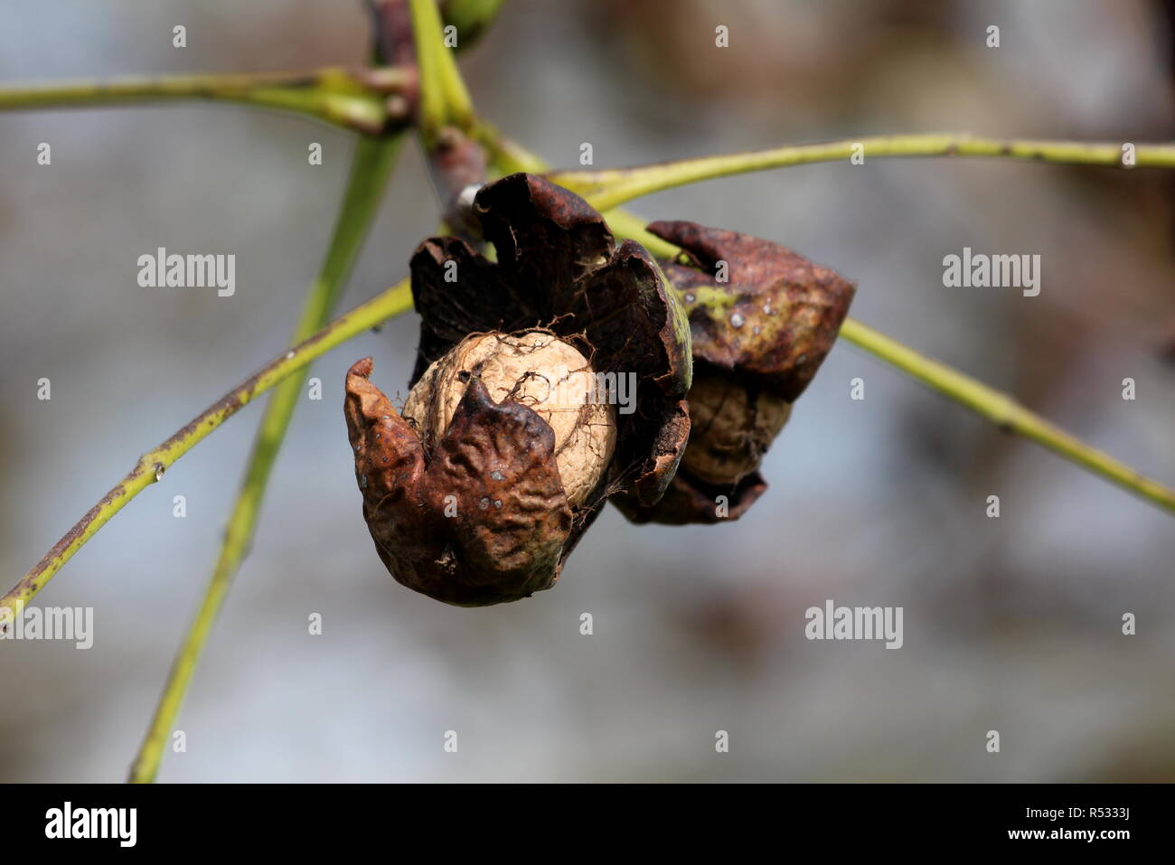 Walnut husk hi-res stock photography and images - Alamy