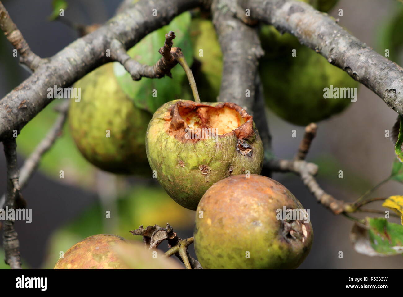 Ripe apples branch hi-res stock photography and images - Alamy