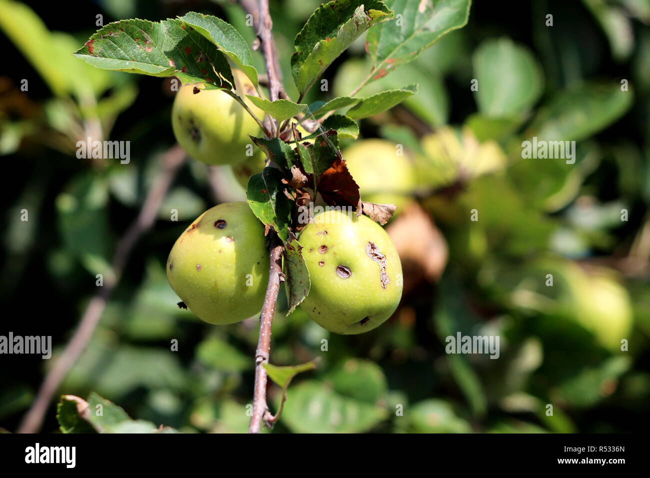 Dark spots on apples hi-res stock photography and images - Alamy