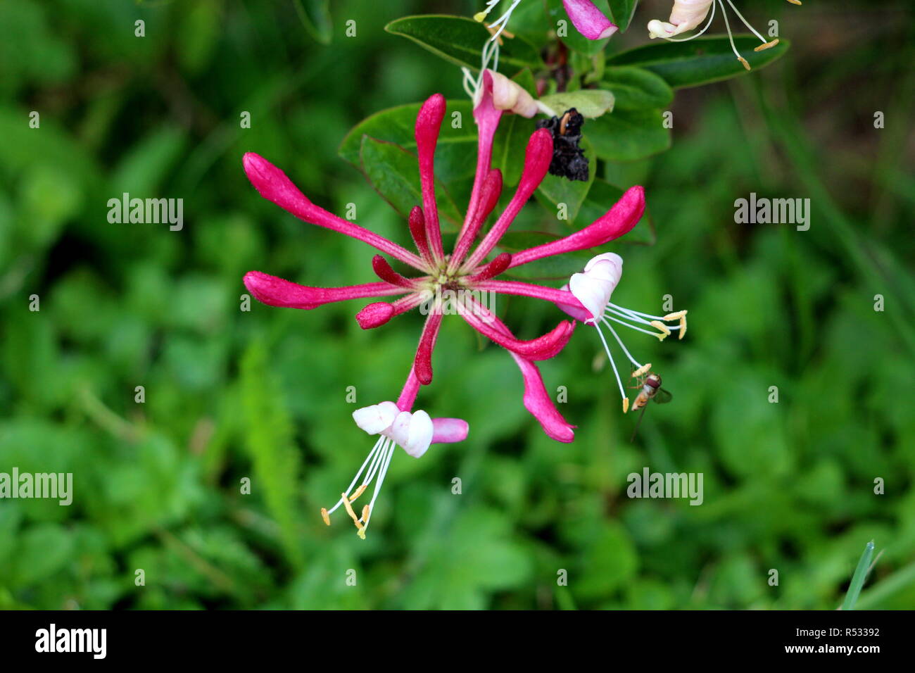 Bilaterally symmetrical flowers bee hi-res stock photography and images ...
