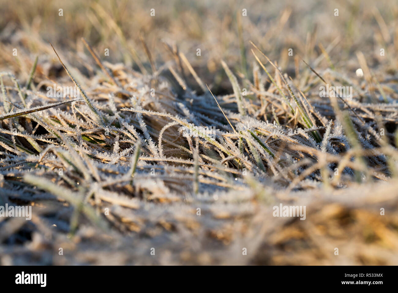 snow photographed in the winter field, which appeared after a snowfall ...