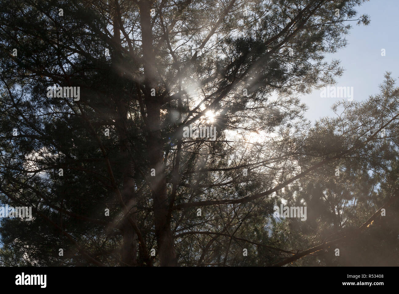 the sun shines through the branches of trees in the dust from the wind ...