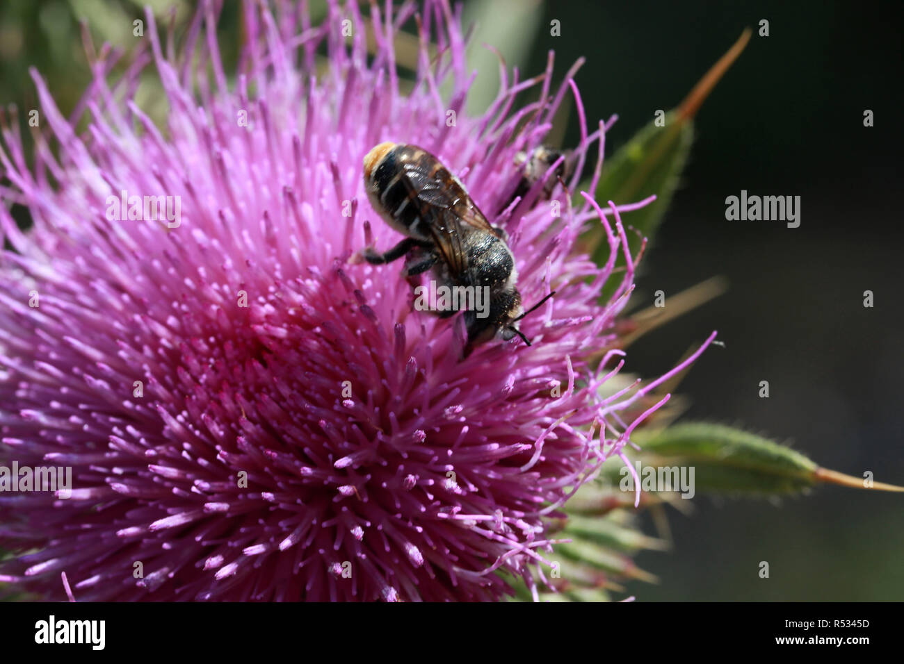 Texas Purple Thistle High Resolution Stock Photography and Images - Alamy