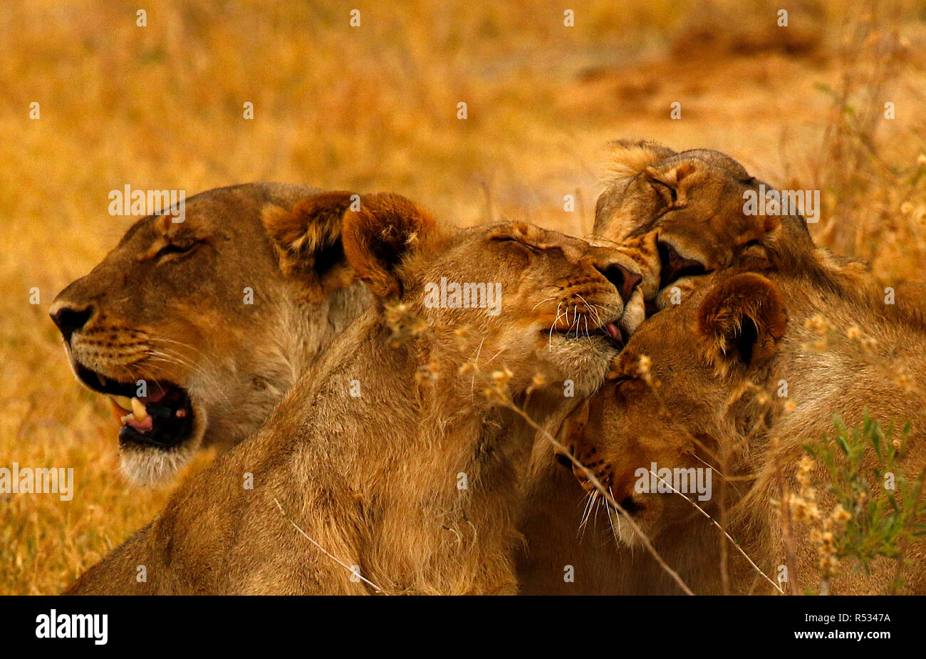 Lions great hunters and a sociable animals Stock Photo - Alamy