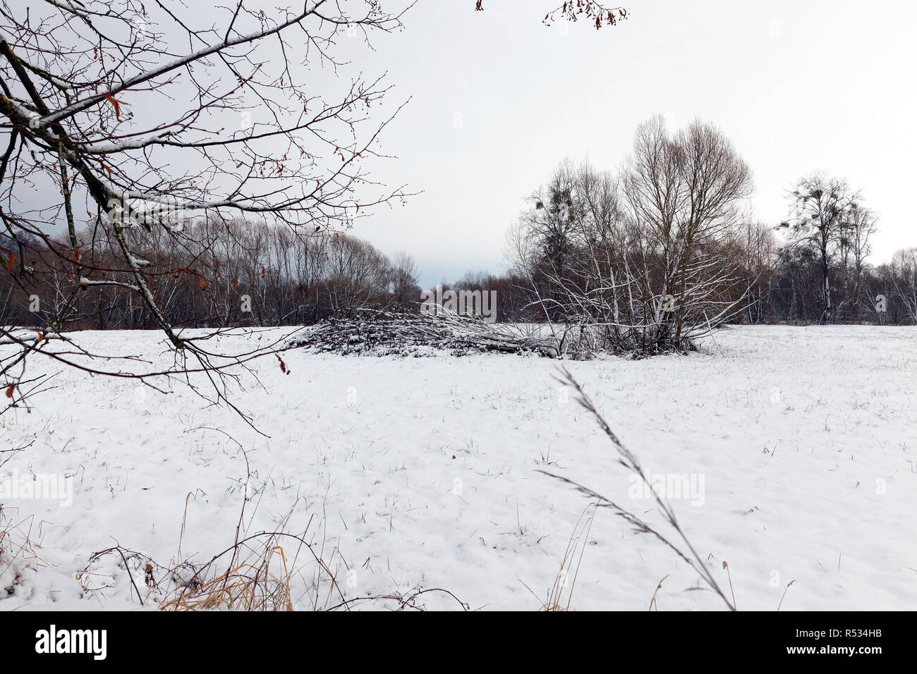 fallen white snow after a snowfall and trees without leaves in the ...