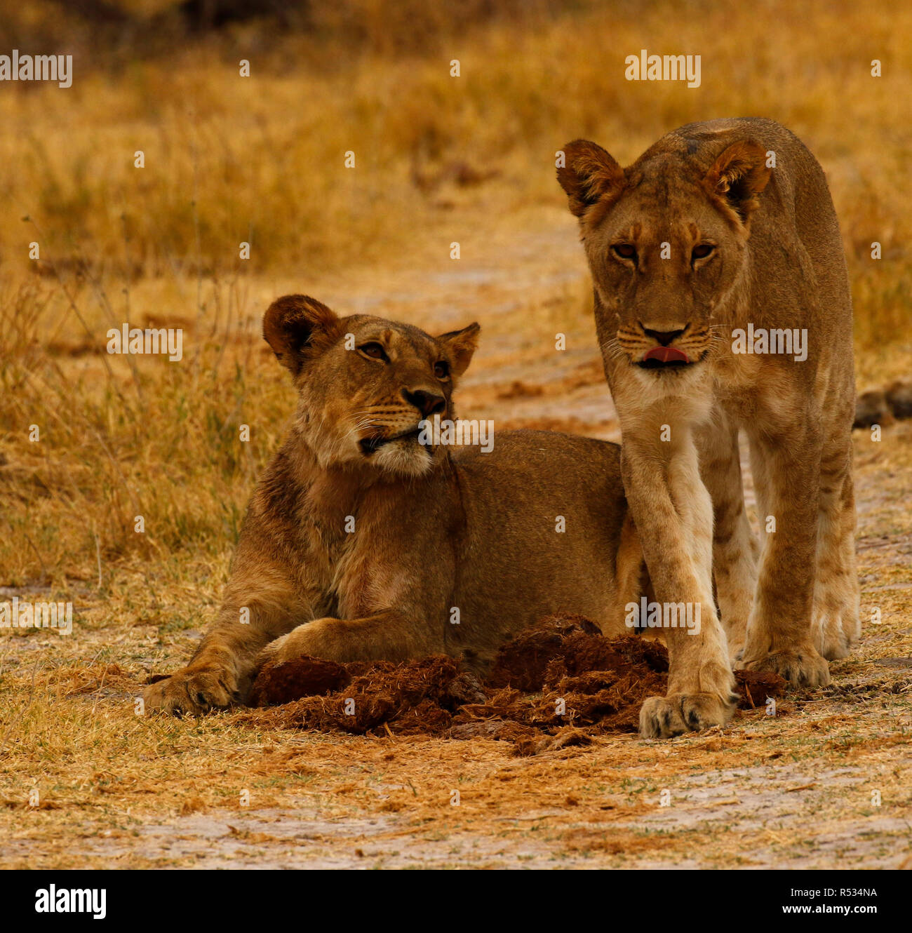 Male lion kill cubs hi-res stock photography and images - Alamy